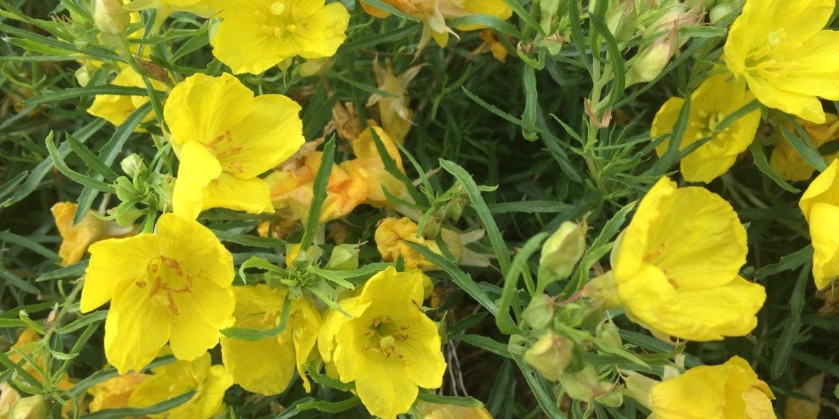 Plant Profile: Sun Drops - Shades of Green