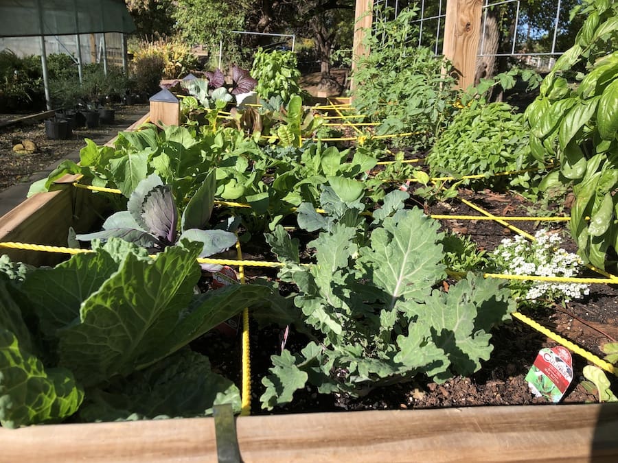 Square Foot Gardening at Shades of Green