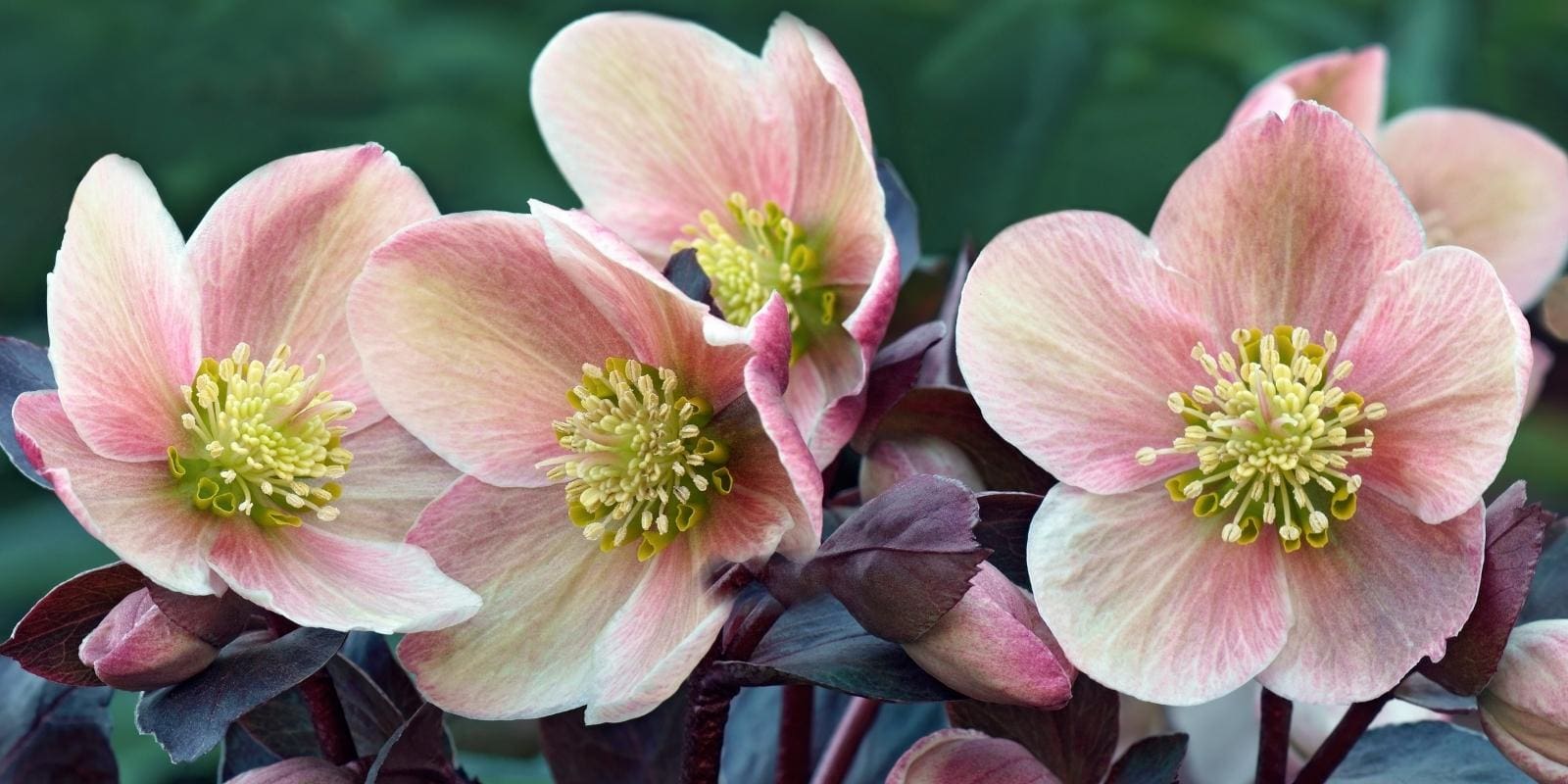Get to Know Lenten Rose