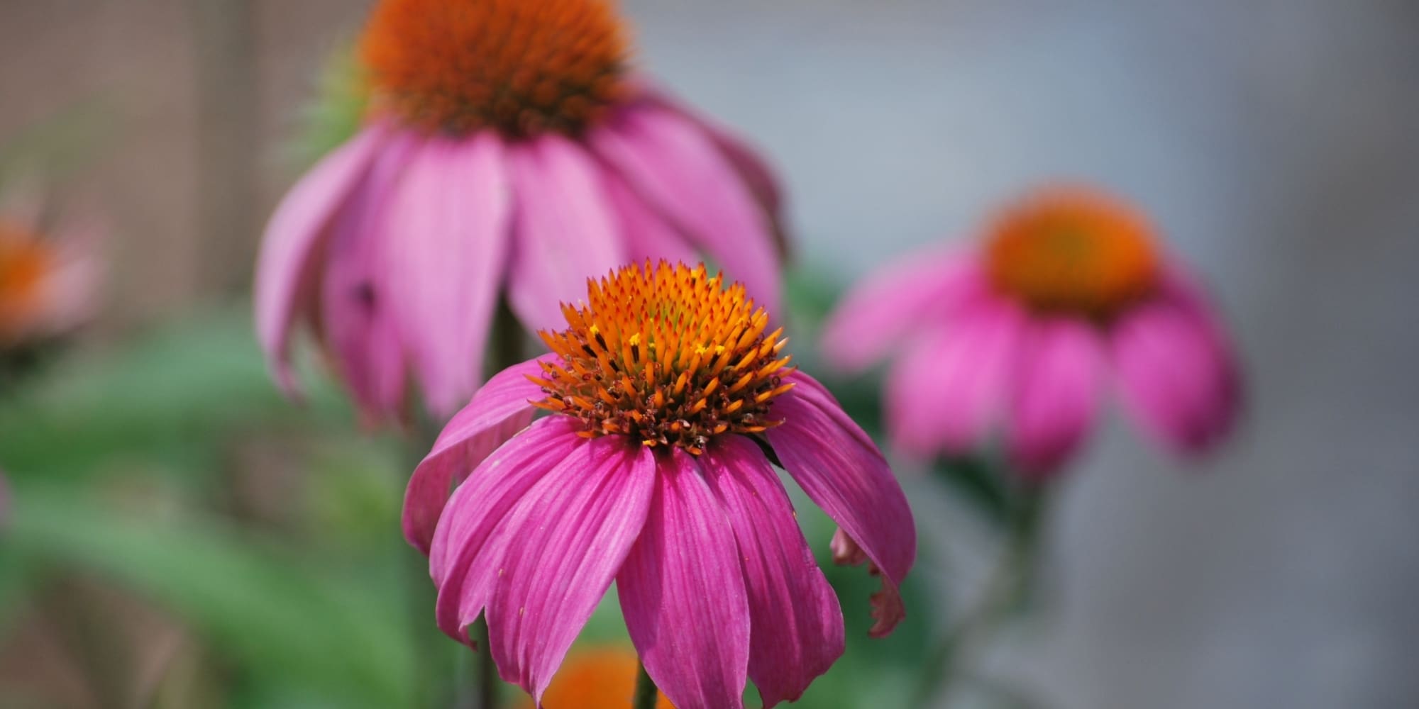 Healthy, Happy, North Texas Native Perennials for Your Celina, TX Yard