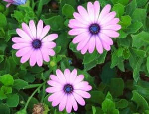 Rabbit Resistant Annuals for North Texas