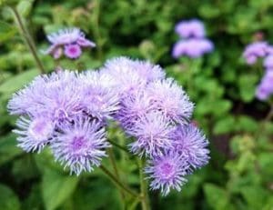 Rabbit Resistant Annuals for North Texas