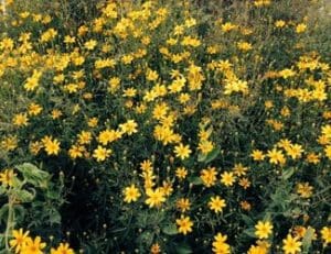 50 Rabbit Resistant Perennials for North Texas