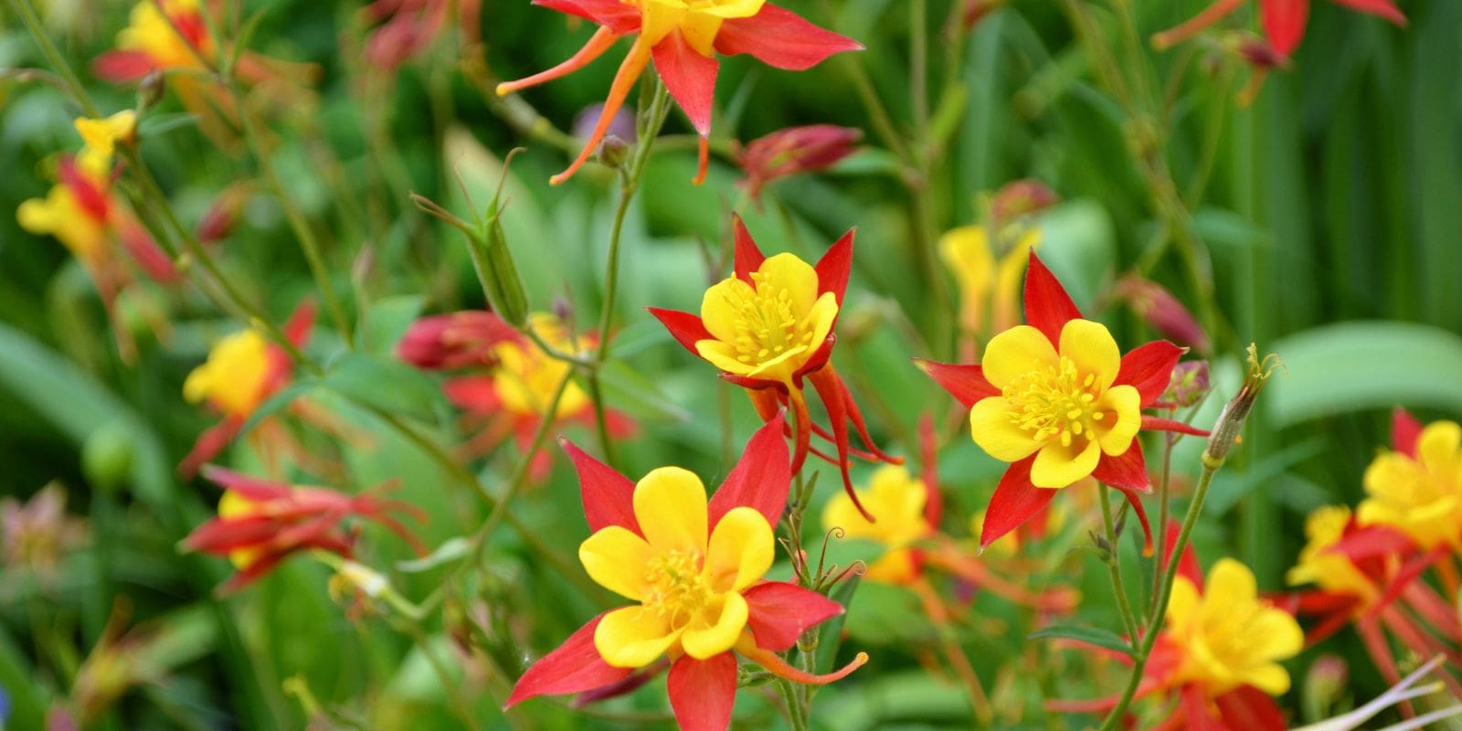 Texas Native Plants Shade Perennials