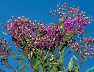 50 Rabbit Resistant Perennials for North Texas