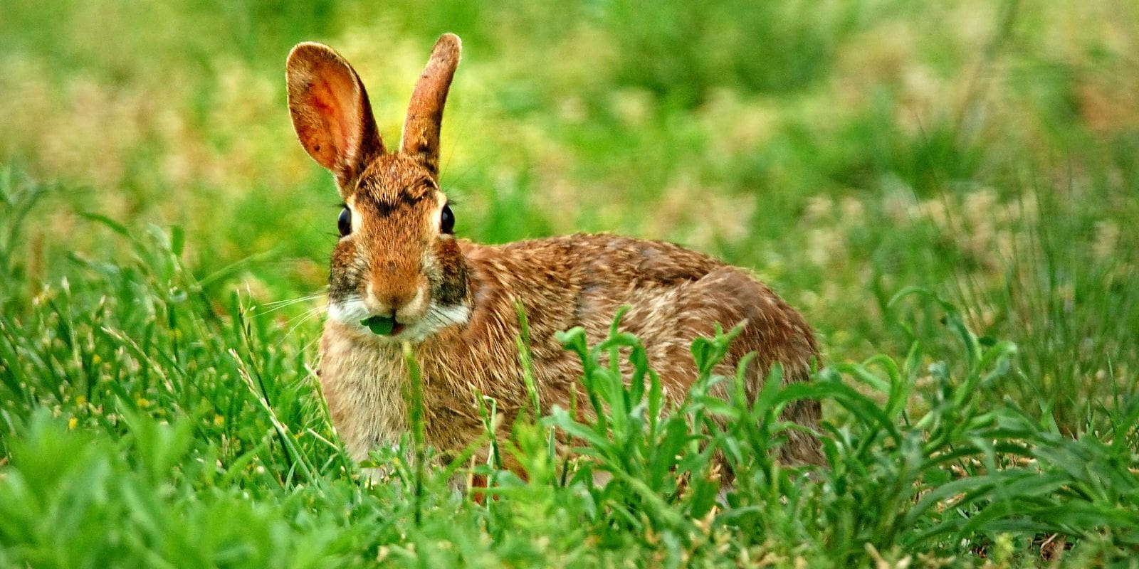 50 Rabbit Resistant Perennials for North Texas