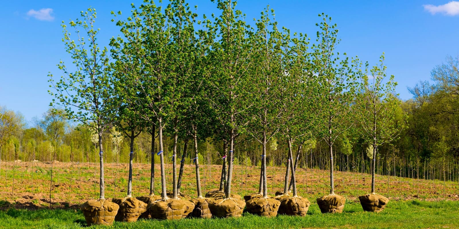 Trust Our Planted and Guaranteed Approach W/ Our Tree Planting Services ...