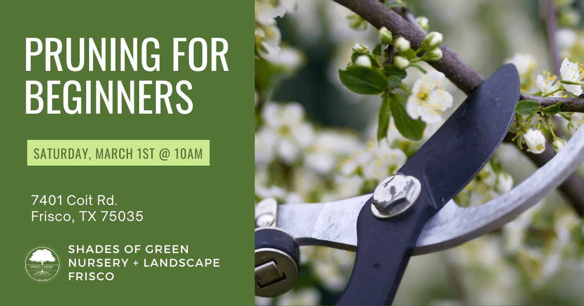 Pruning for Beginners - Shades of Green Nursery + Landscape