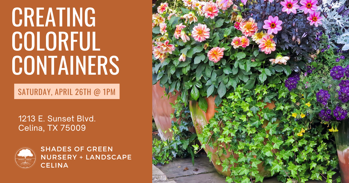 Creating Colorful Containers - Shades of Green Nursery + Landscape