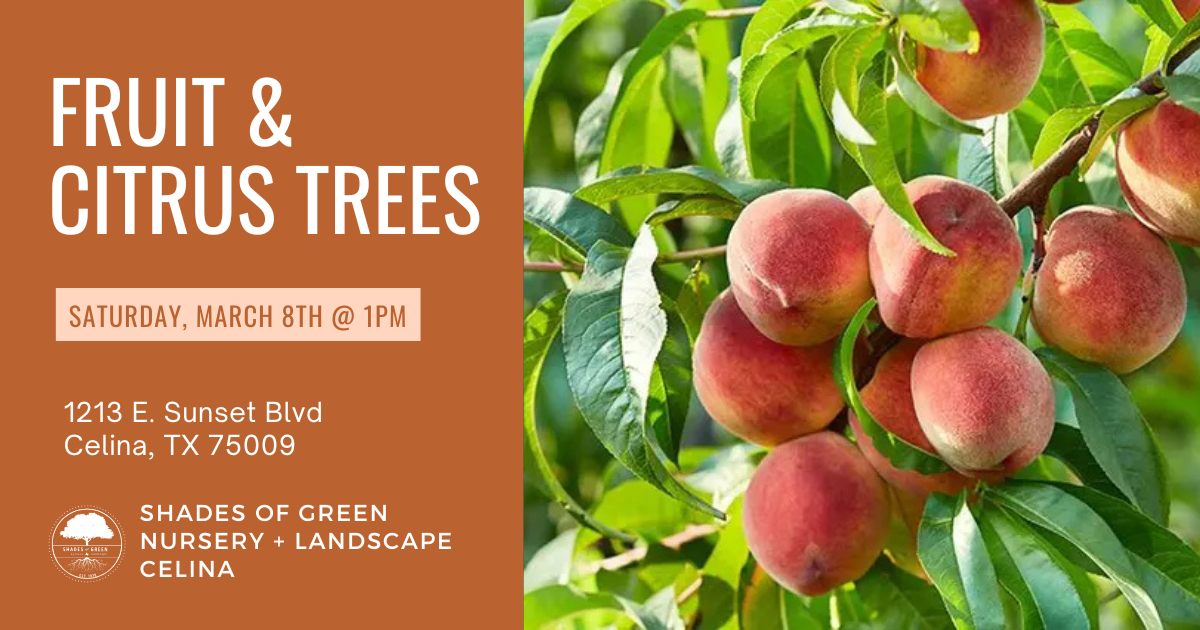 Fruit & Citrus Trees: Creating a Backyard Orchard - Shades of Green ...
