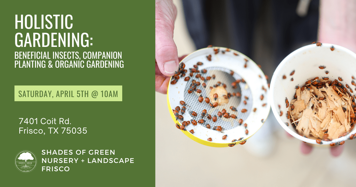 Holistic Gardening: Beneficial Insects, Companion Planting, and Organic ...