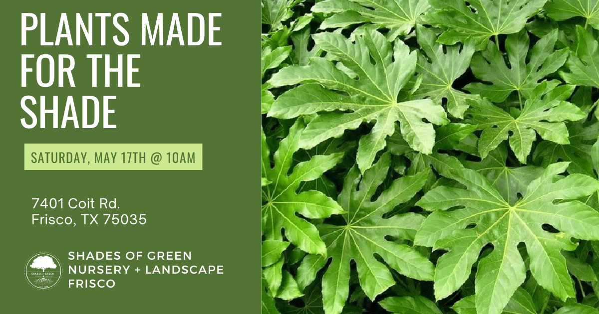 Plants Made for the Shade - Shades of Green Nursery + Landscape